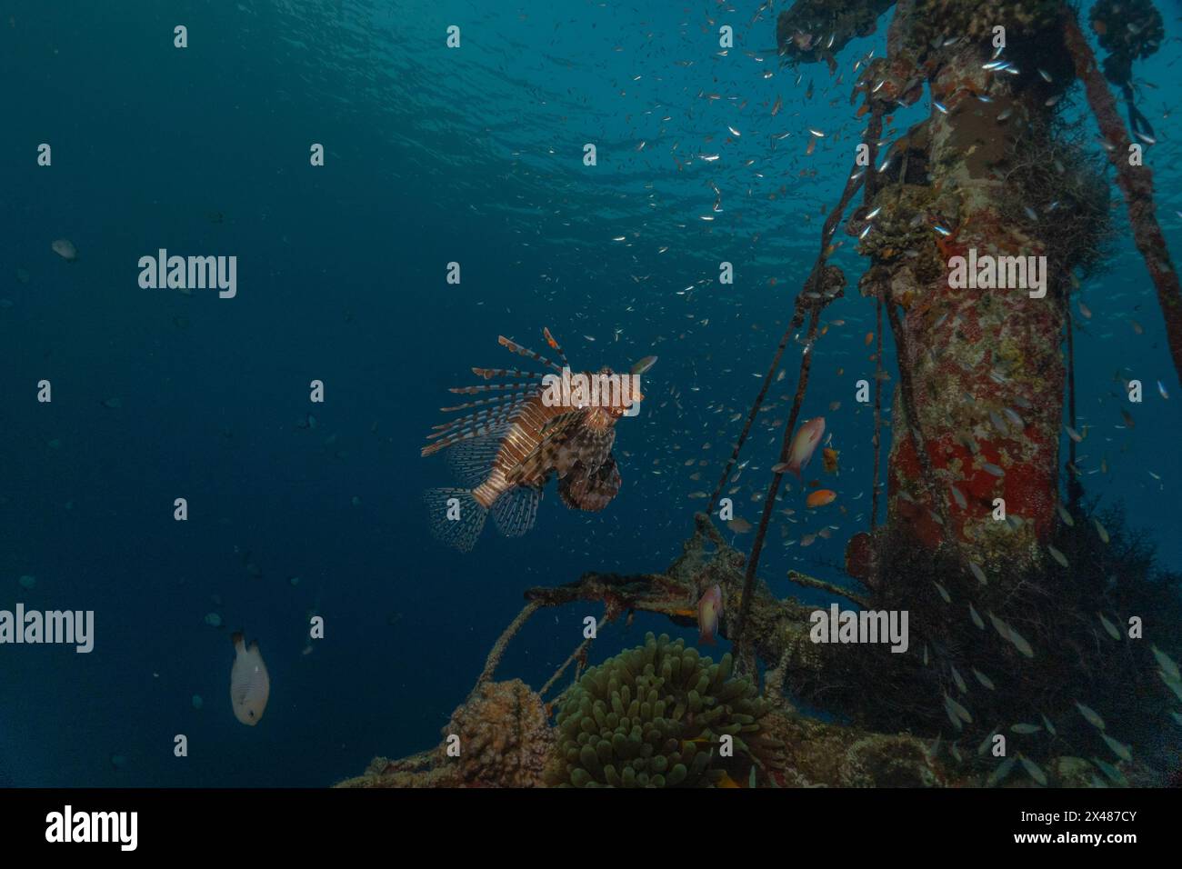 Lionfish in the Red Sea colorful fish, Eilat Israel Stock Photo - Alamy