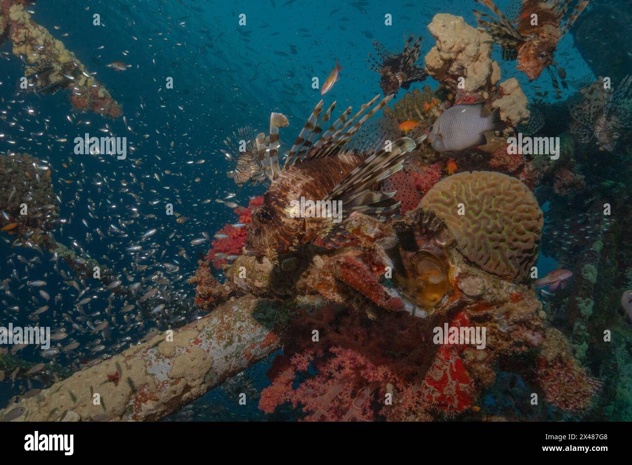 Lionfish in the Red Sea colorful fish, Eilat Israel Stock Photo - Alamy