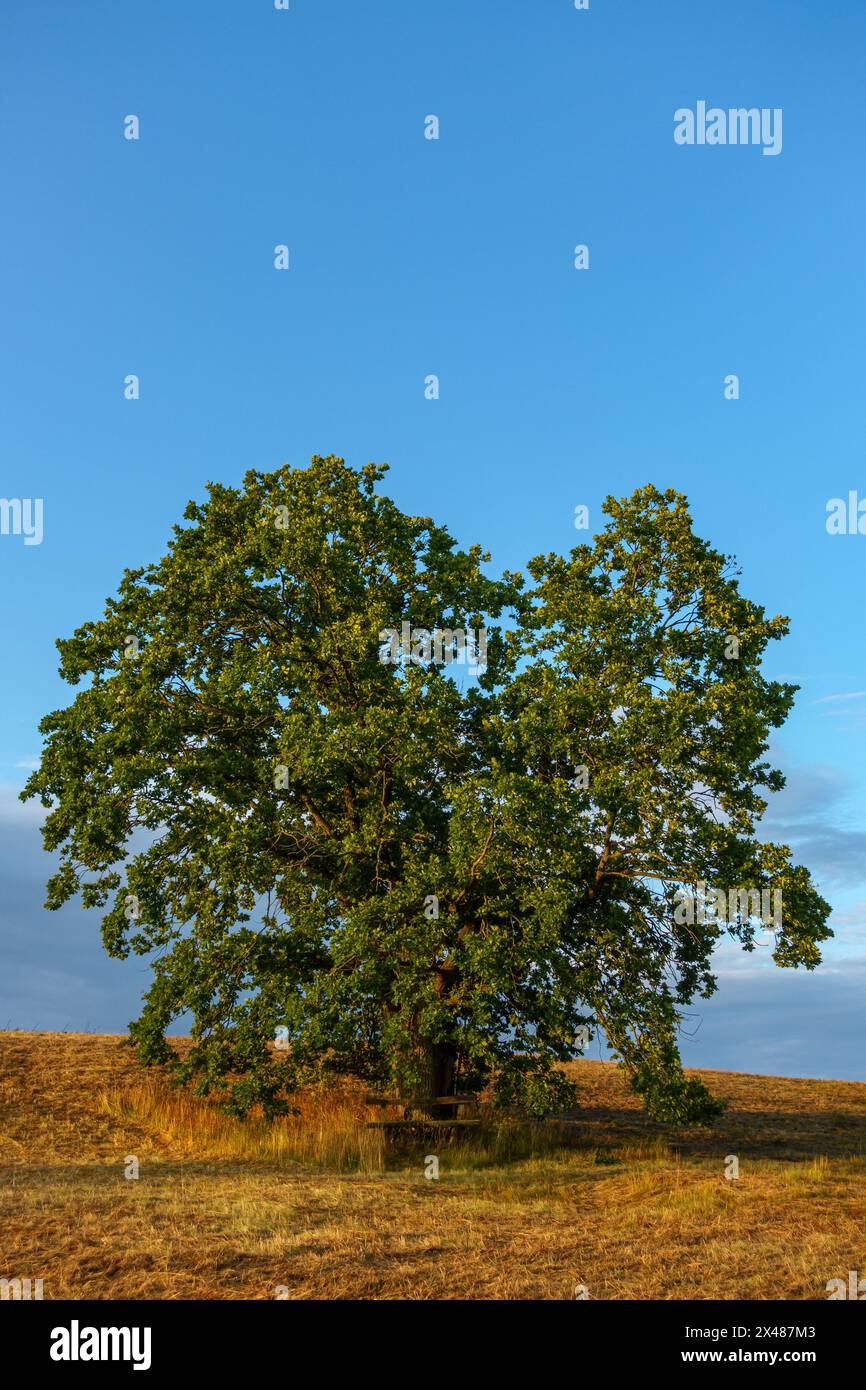 einzeln in der Landschaft stehender Baum, Ruhe und Erholung Stock Photo ...
