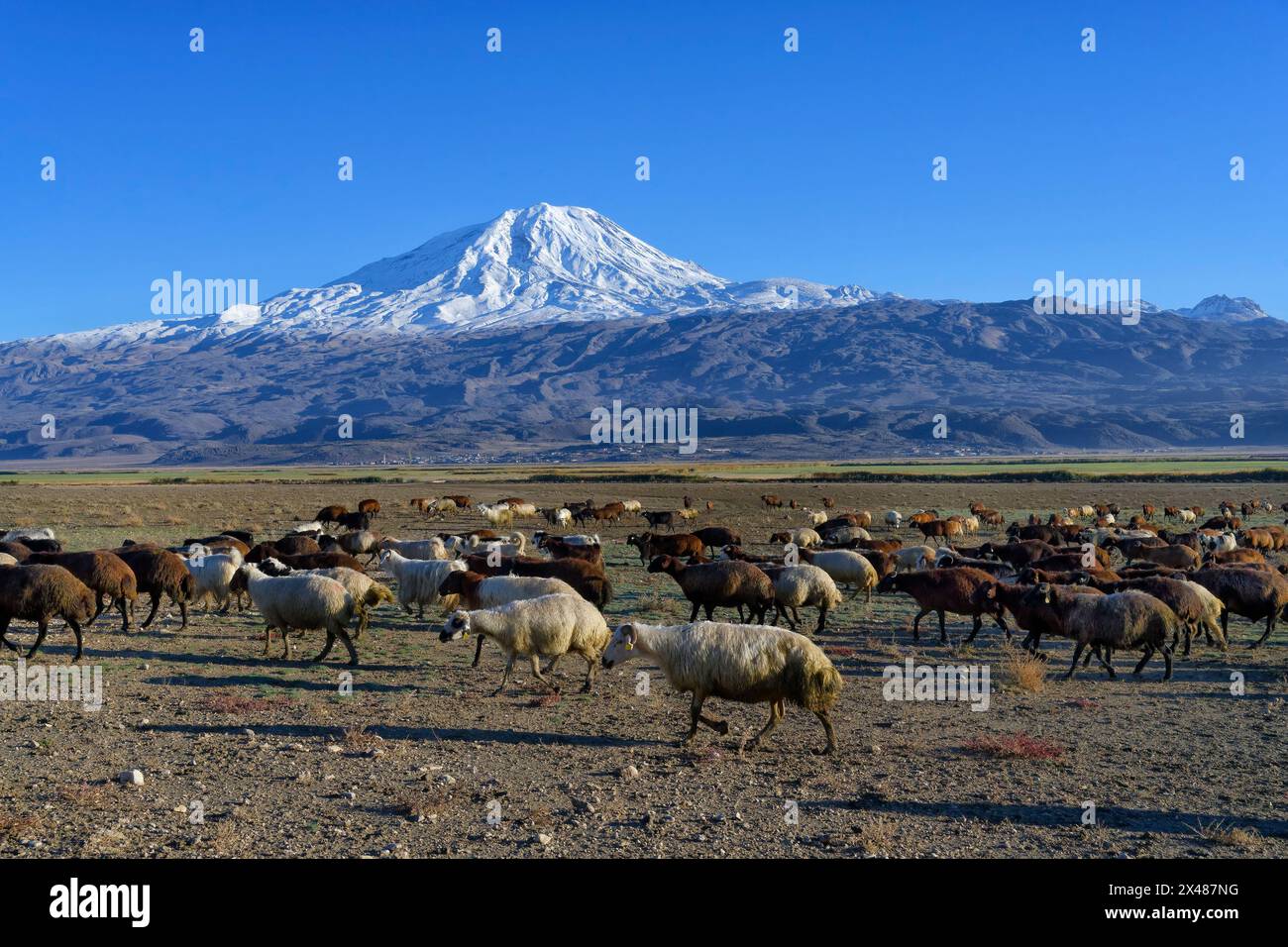 Sheep herd passing in front of Mount Ararat, Dogubayazit, Turkey Stock ...