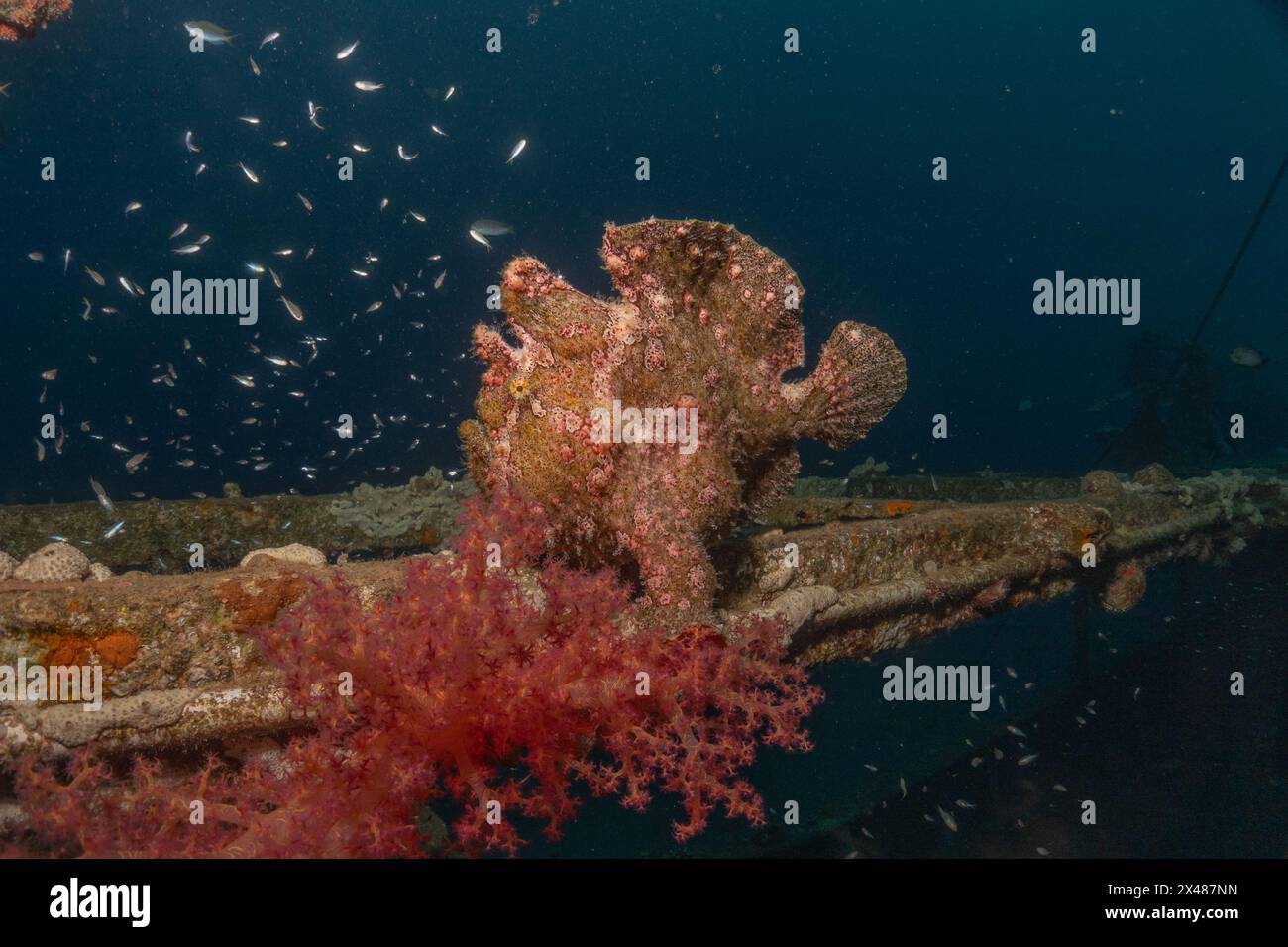 Frogfish swim in the Red Sea, colorful fish, Eilat Israel Stock Photo ...