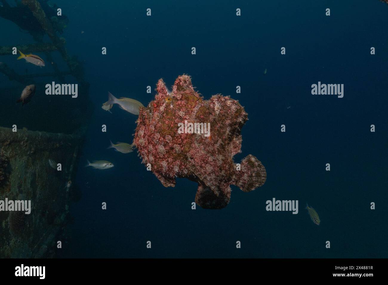 Frogfish swim in the Red Sea, colorful fish, Eilat Israel Stock Photo ...