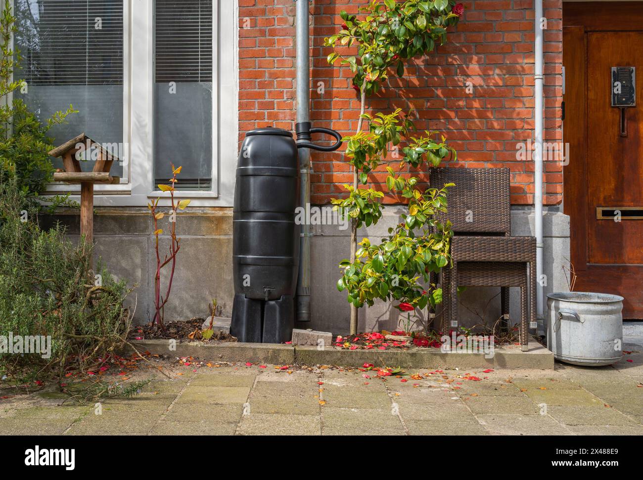 Rain barrel on house facade, collecting rainwater to reuse it in the ...
