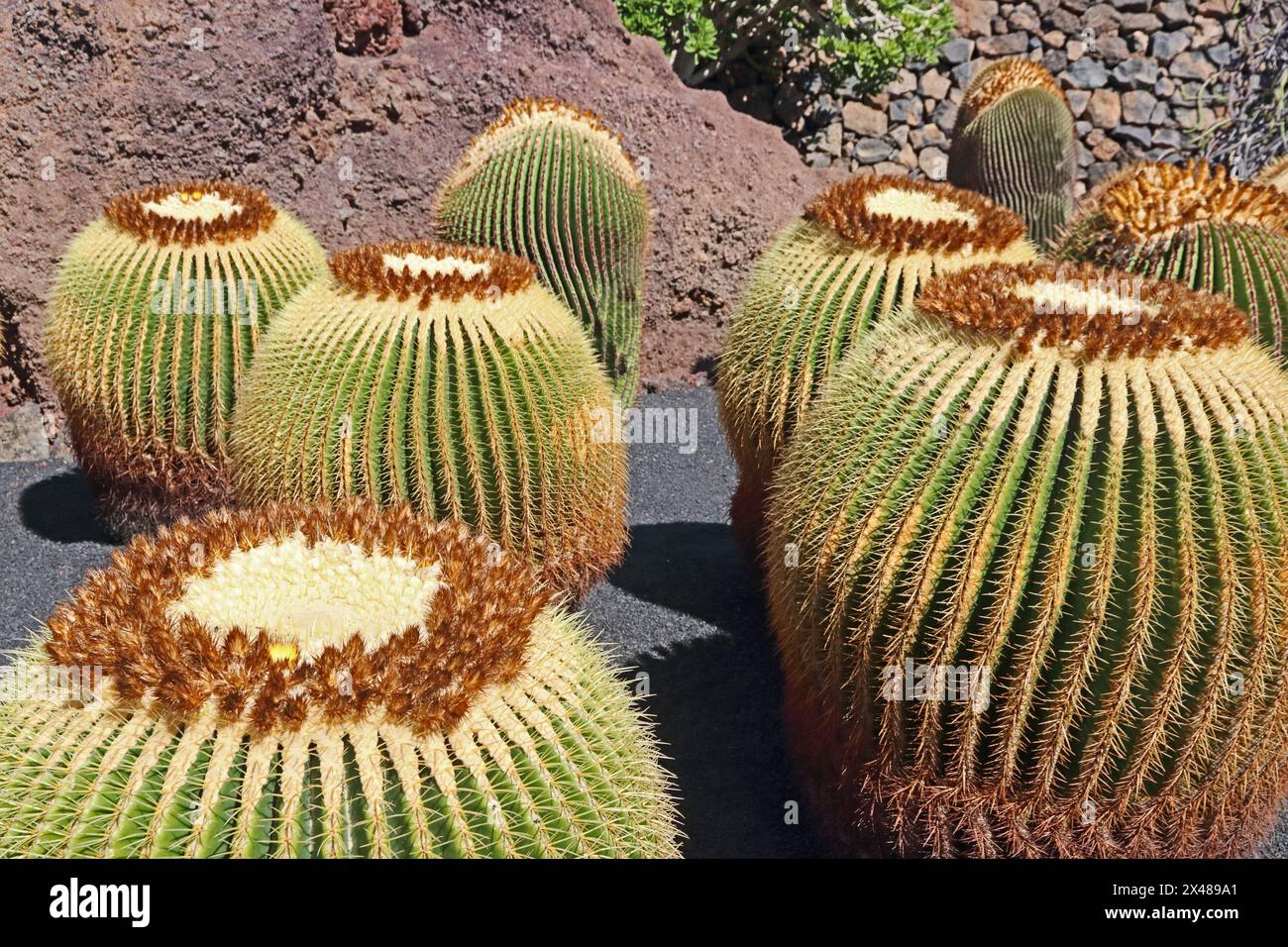 Echinocactus Grusonii at Jardin de Cactus, Lanzarote Stock Photo - Alamy