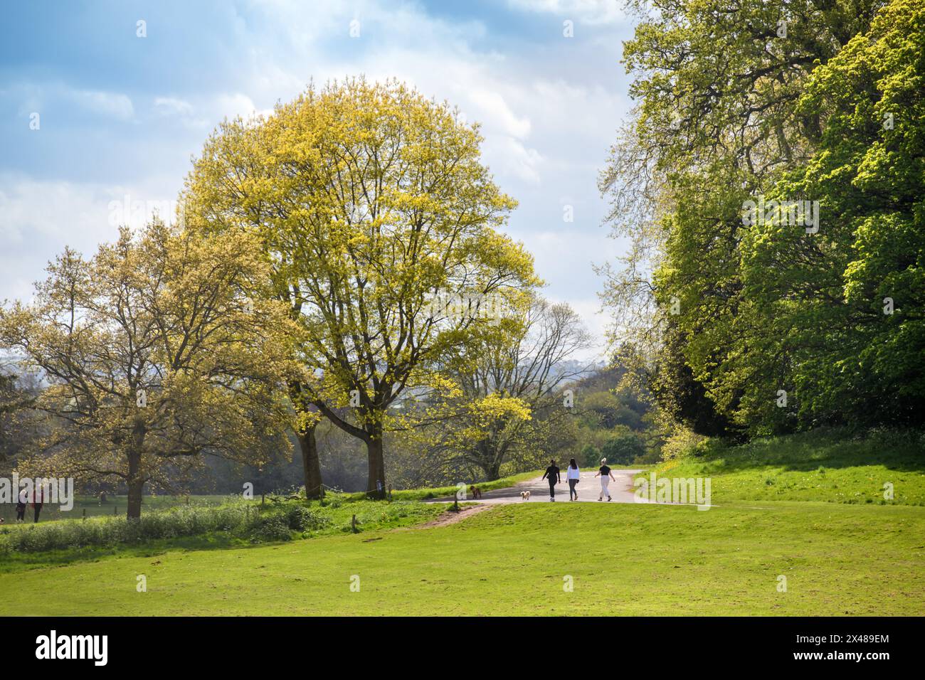 Spring budding oak tree hi-res stock photography and images - Alamy