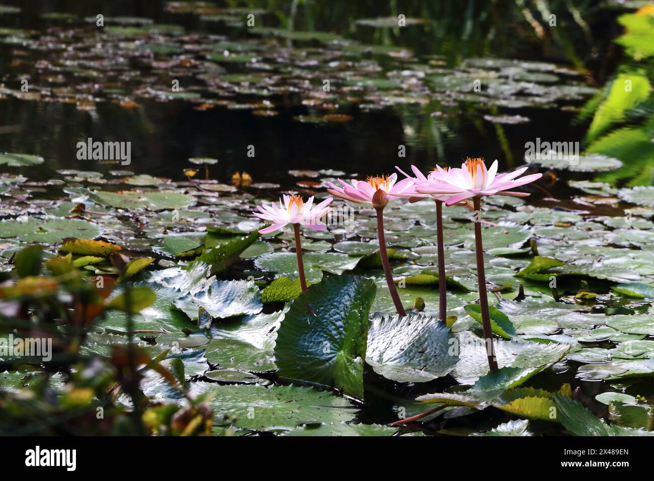 Pink lilies growing in hi-res stock photography and images - Alamy