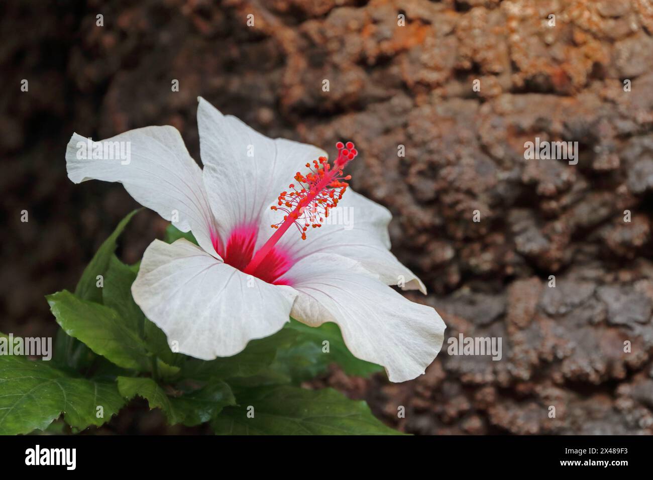 White hibiscus hi-res stock photography and images - Alamy