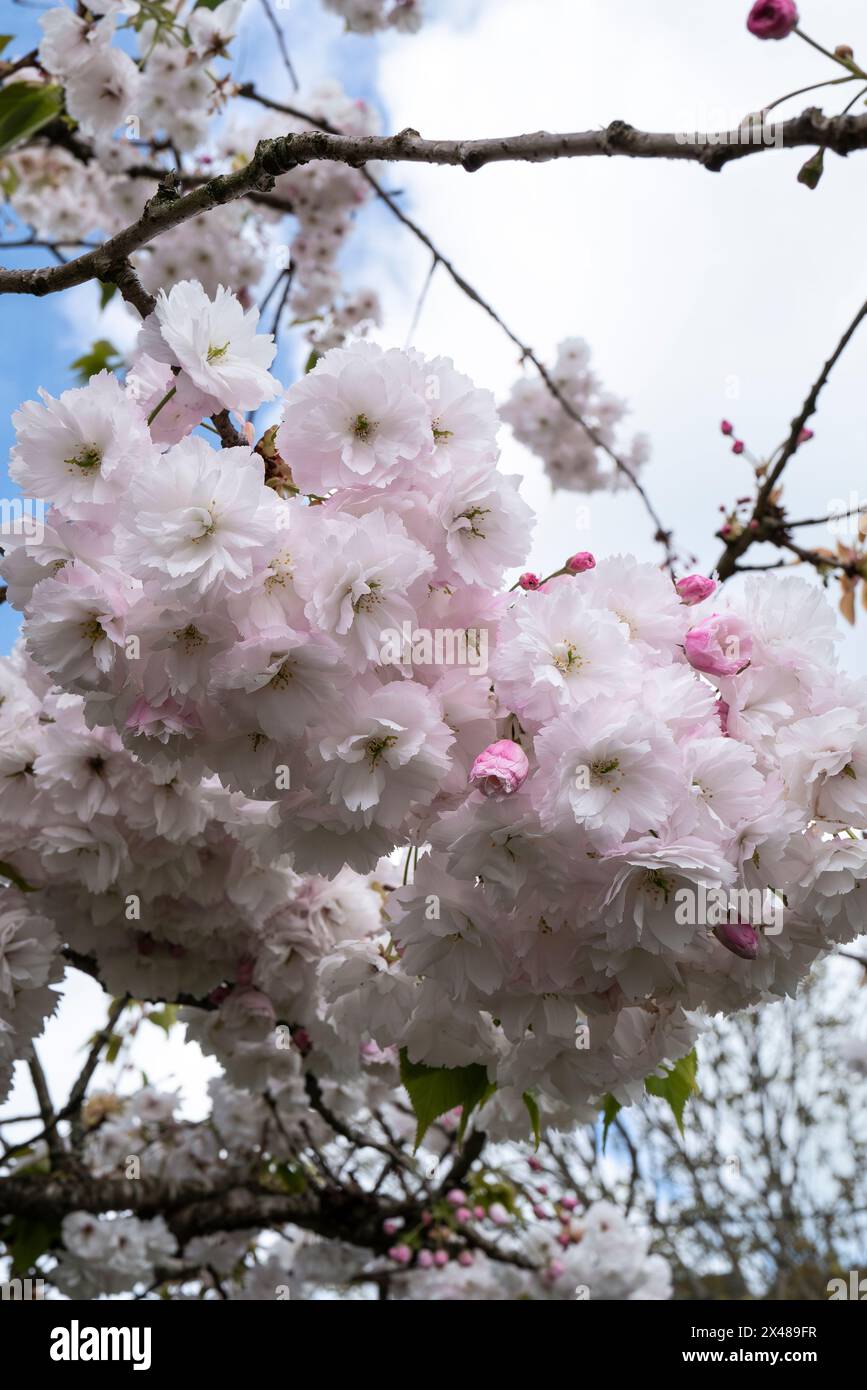 Prunus Shogetsu. Blushing Bride tree growing in Newquay in Cornwall in ...