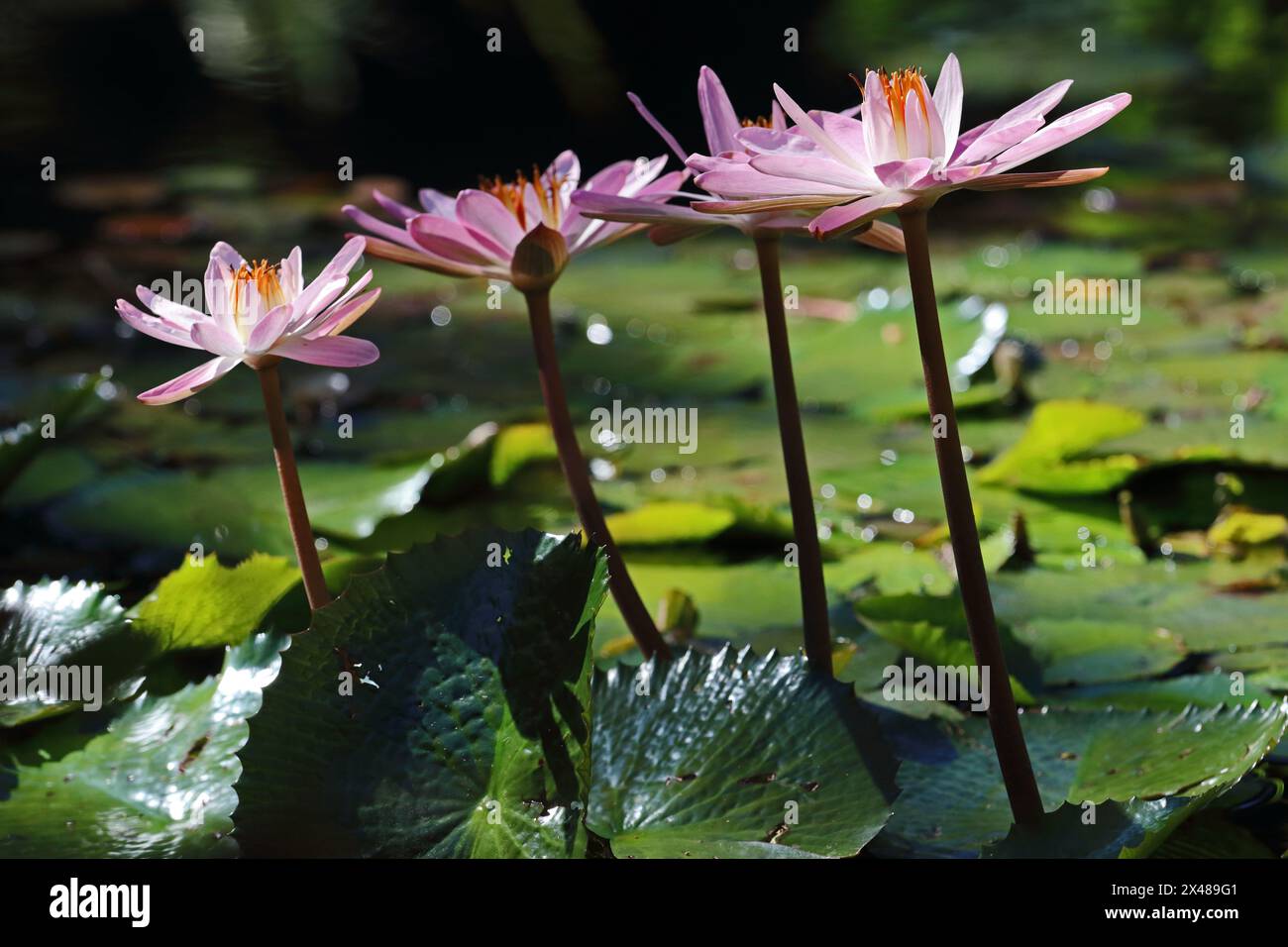 Water Lilies growing in pond Stock Photo - Alamy