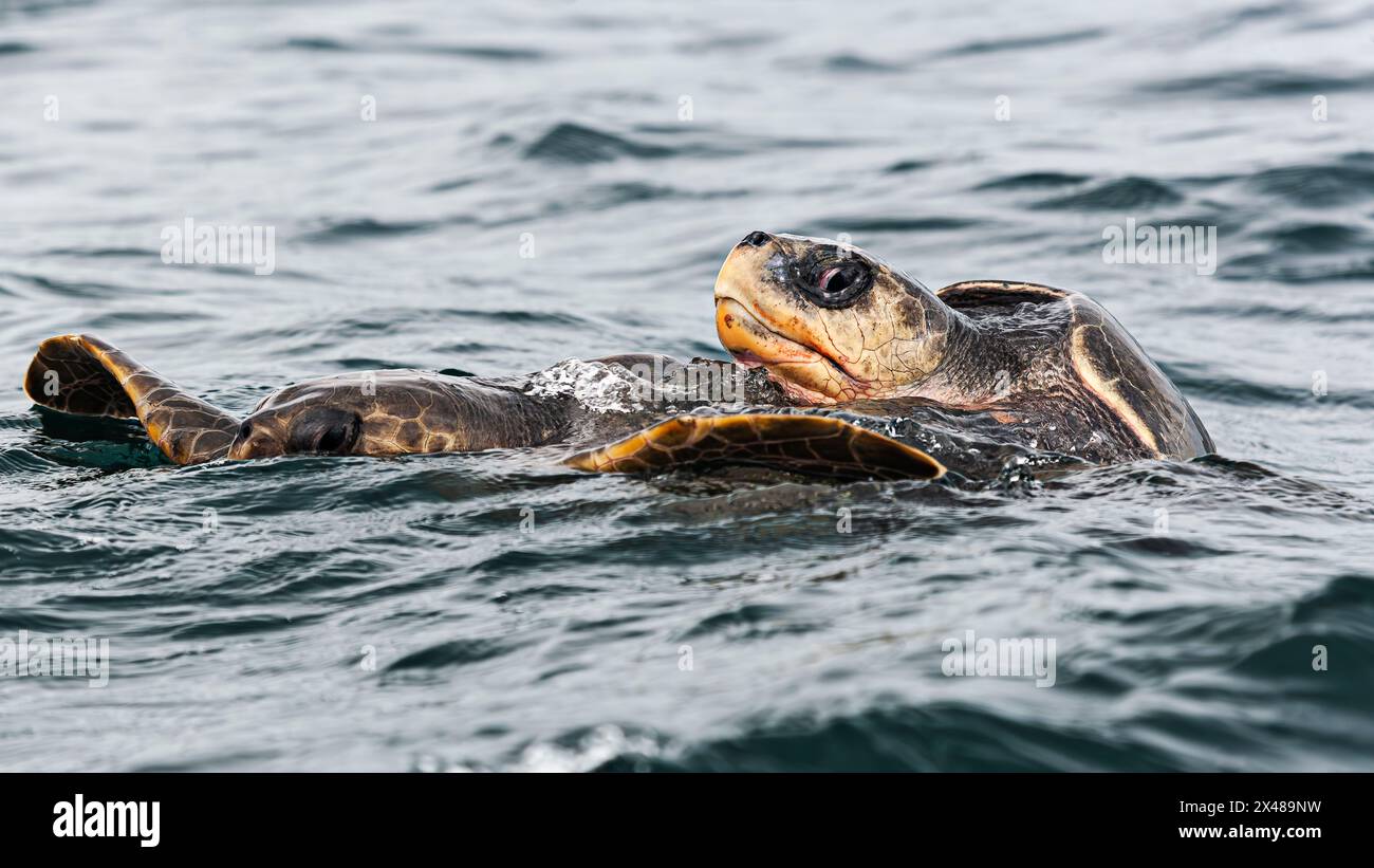 Sea turtle couple during matting. Pacific Ocean Panama Stock Photo - Alamy