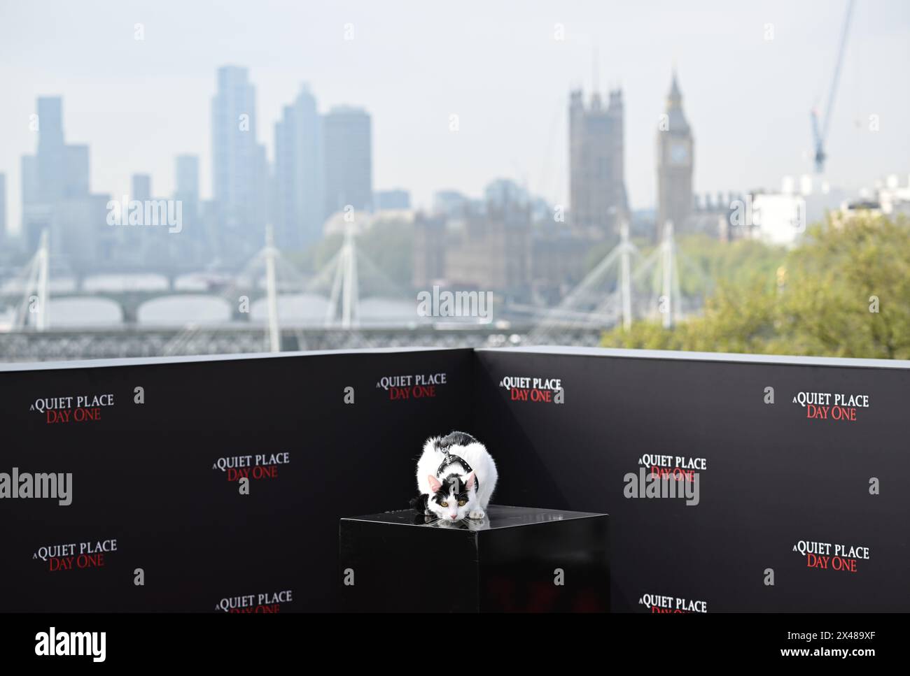 London, UK. May 1st, 2024. Lupita Nyong’o and Frodo the Cat at A Quiet ...