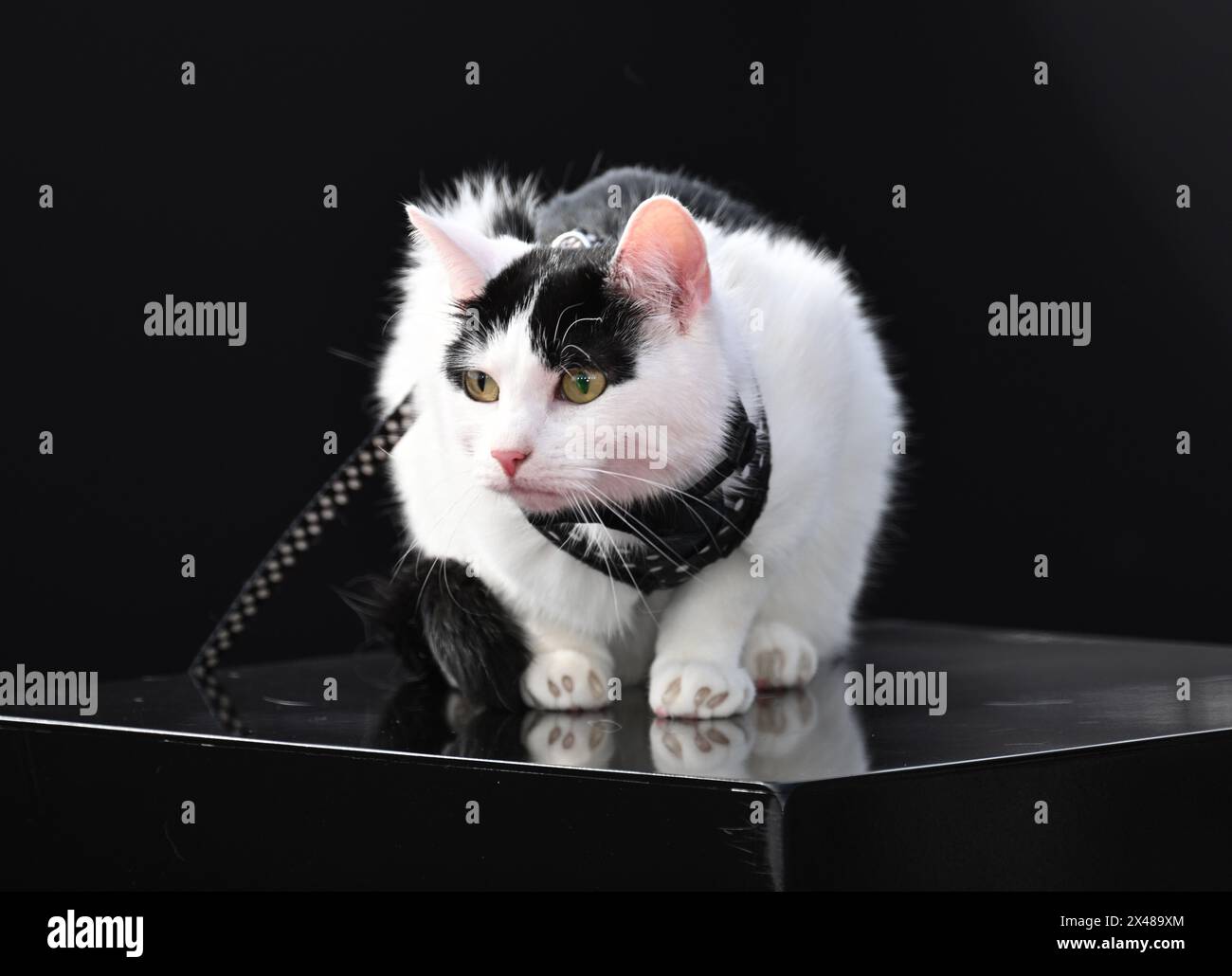 London, UK. May 1st, 2024. Lupita Nyong’o and Frodo the Cat at A Quiet ...