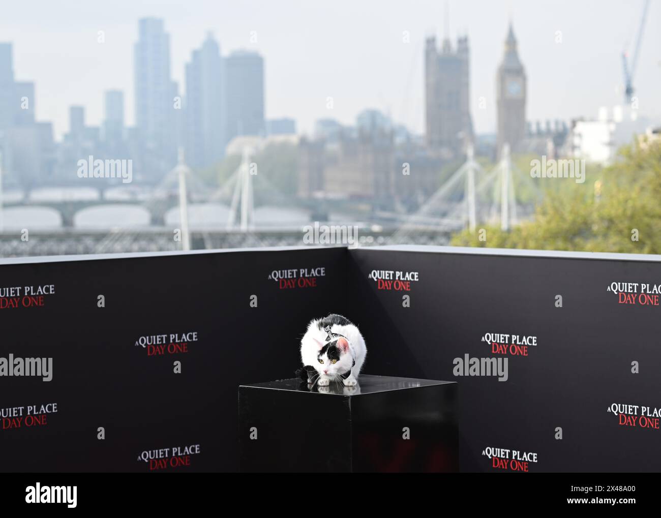 London, UK. May 1st, 2024. Lupita Nyong’o and Frodo the Cat at A Quiet ...