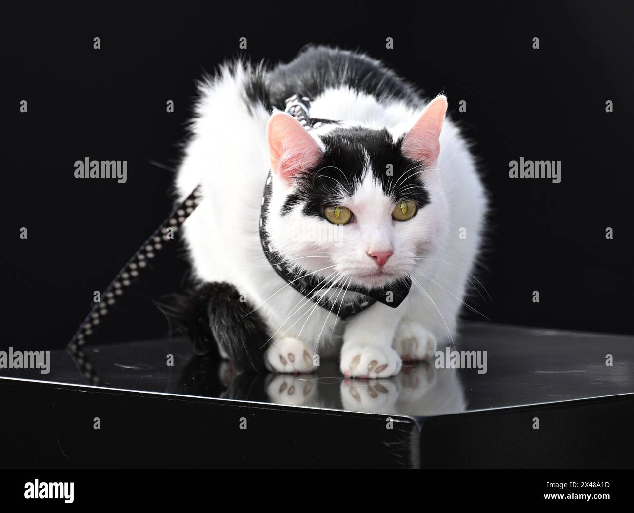 London, UK. May 1st, 2024. Lupita Nyong’o and Frodo the Cat at A Quiet ...