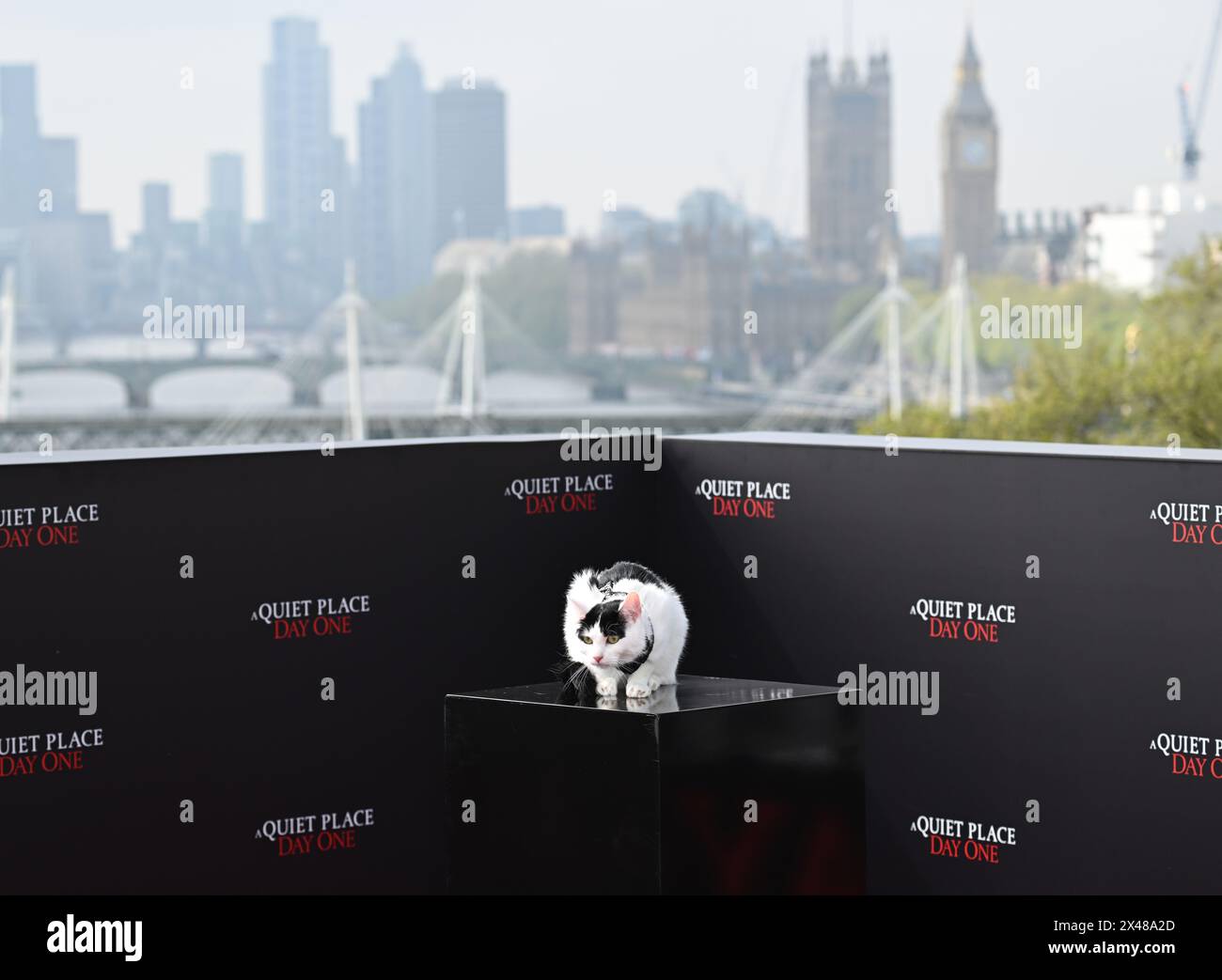 London, UK. May 1st, 2024. Lupita Nyong’o and Frodo the Cat at A Quiet ...