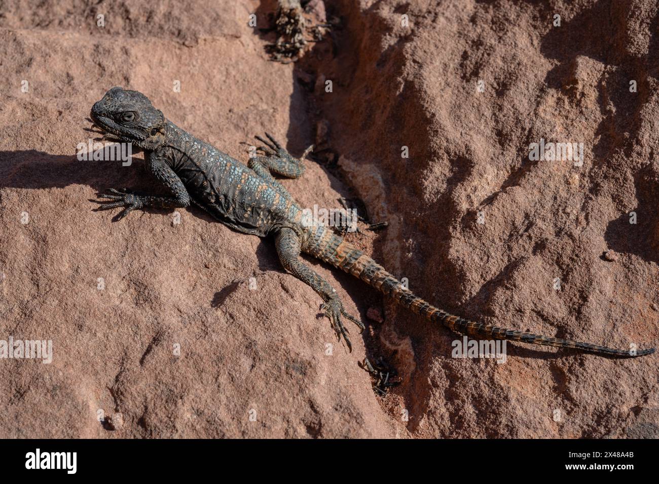 Jordan wadi rum lizard hi-res stock photography and images - Alamy