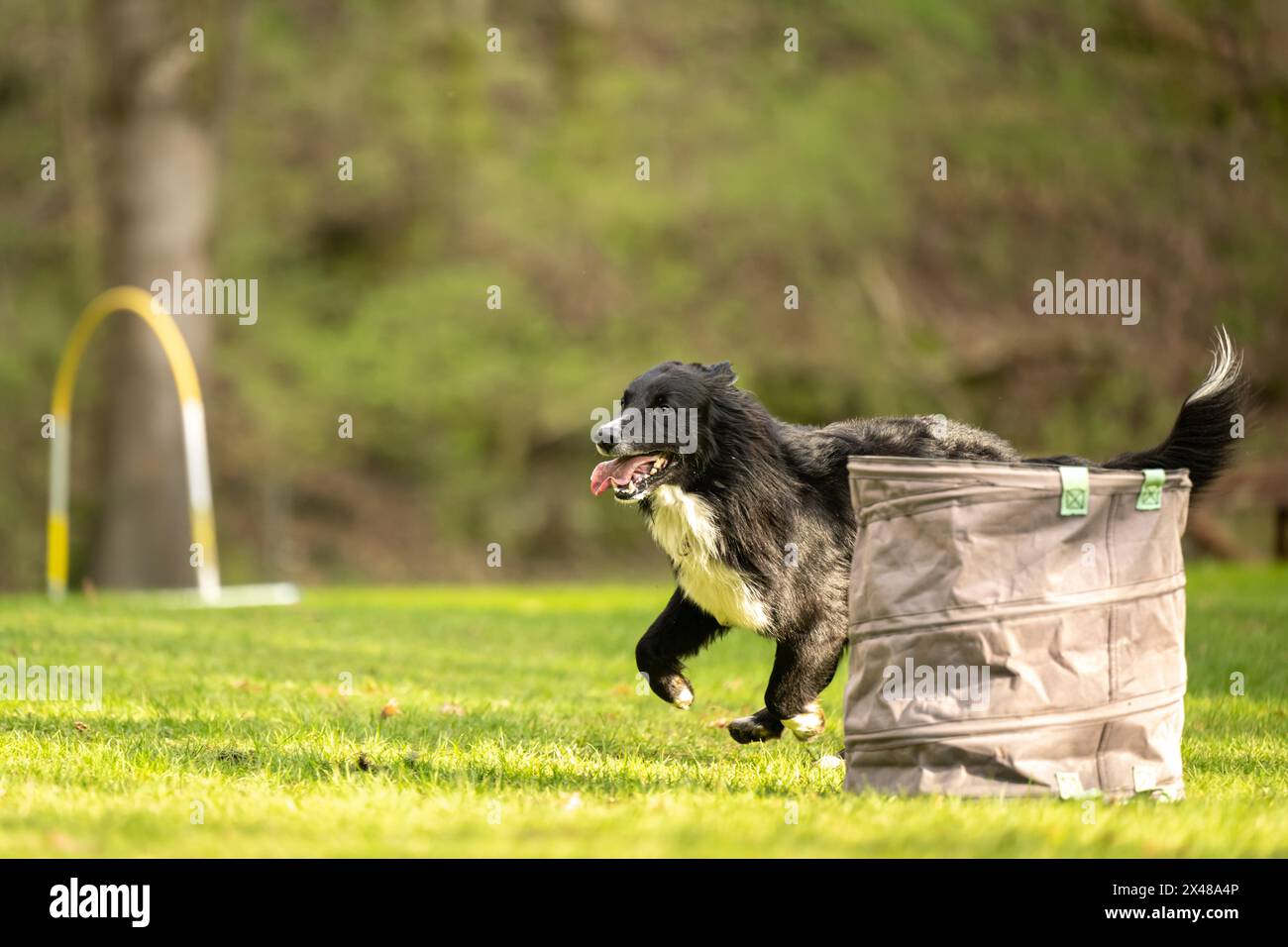 Border Collie dog is running through an arc in Hoopers course Stock ...