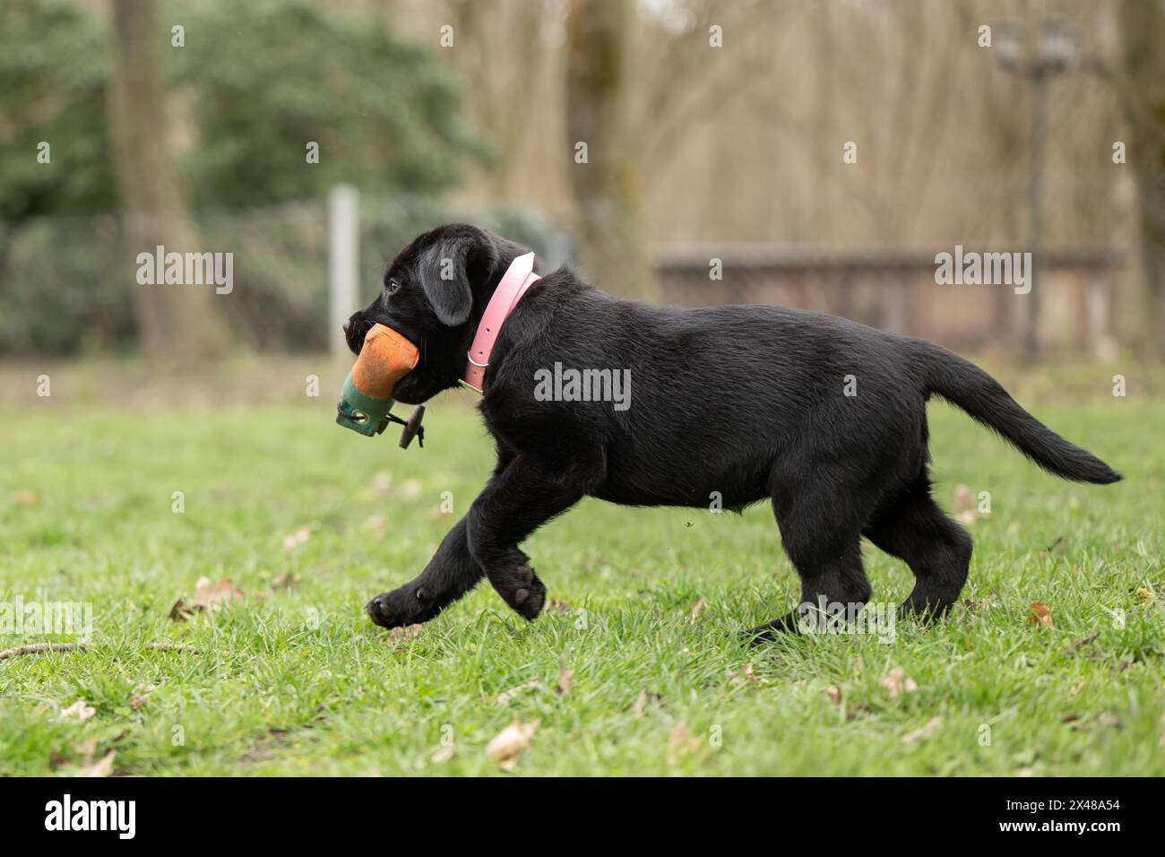 An 8 week old black Labrador puppy dog is playing with a toy on a green ...