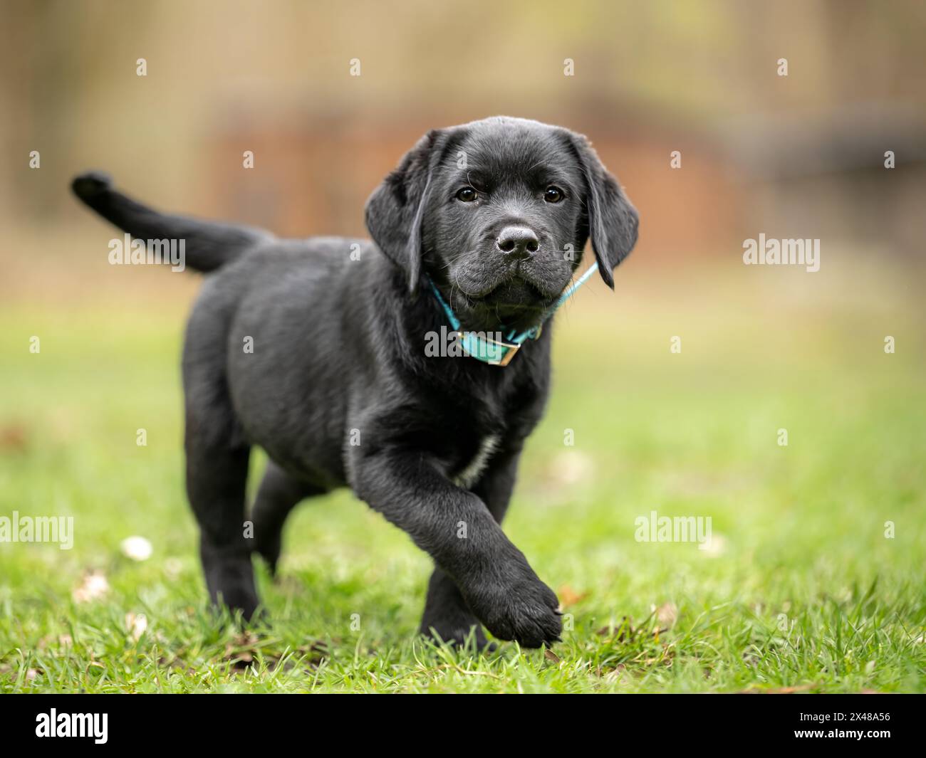 8 week old active black Labrador Retriever puppy enjoying outdoor ...