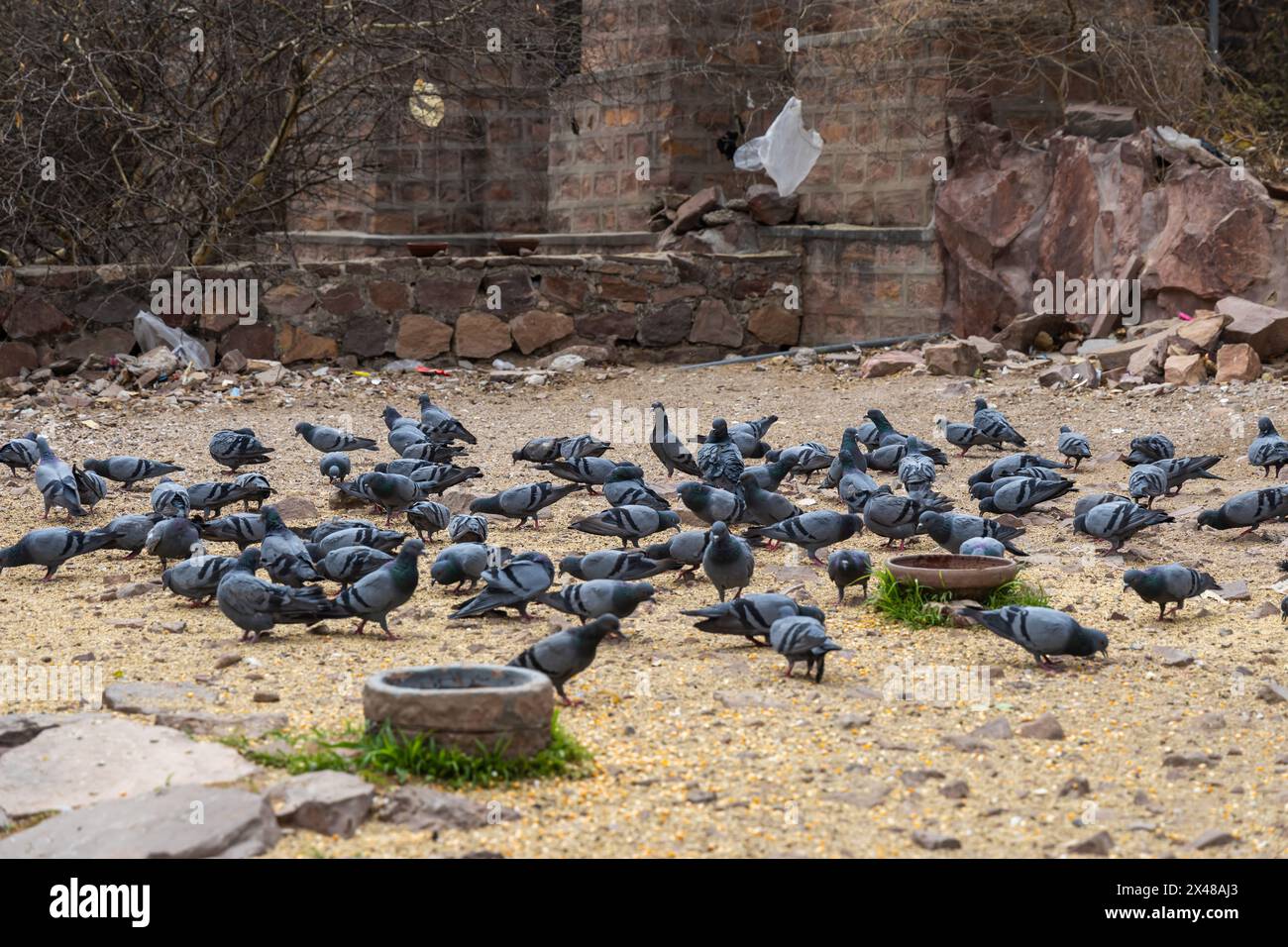 pigeons feeding at outdoor at evening Stock Photo - Alamy