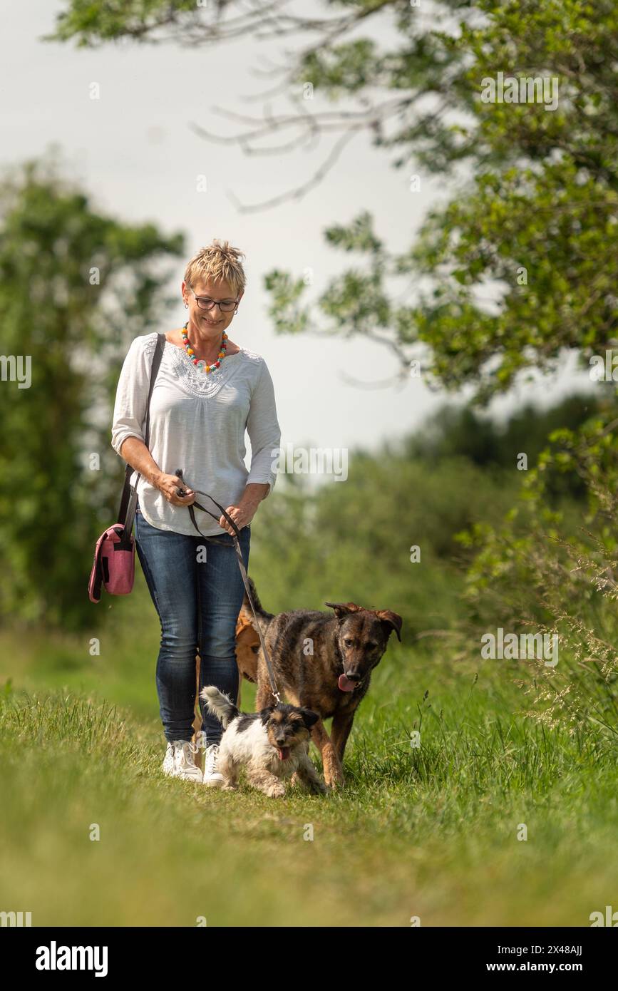 dog sitter is walking multiple dogs on leashes, showcasing diverse ...