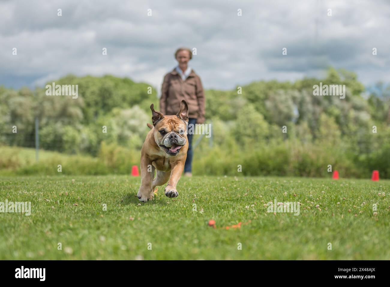 Fun and enjoy sport training with a Continental bulldogg. Owner and dog ...