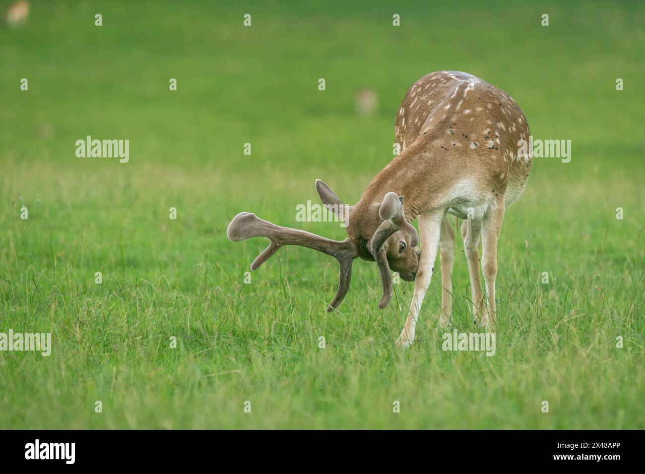 Eurasian dam deer with branched palmate antlers, with white-spotted ...