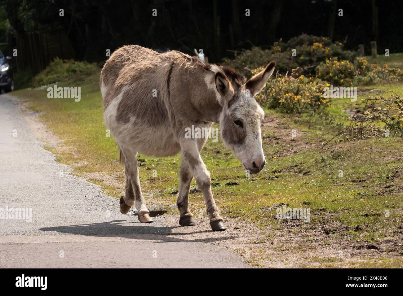 New Forest donkeys 2nd May 2024 taken at Pitmore Lane, Sway, near the ...