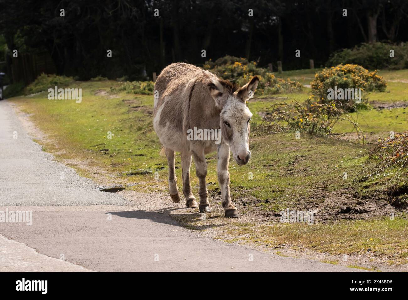 New Forest donkeys 2nd May 2024 taken at Pitmore Lane, Sway, near the ...