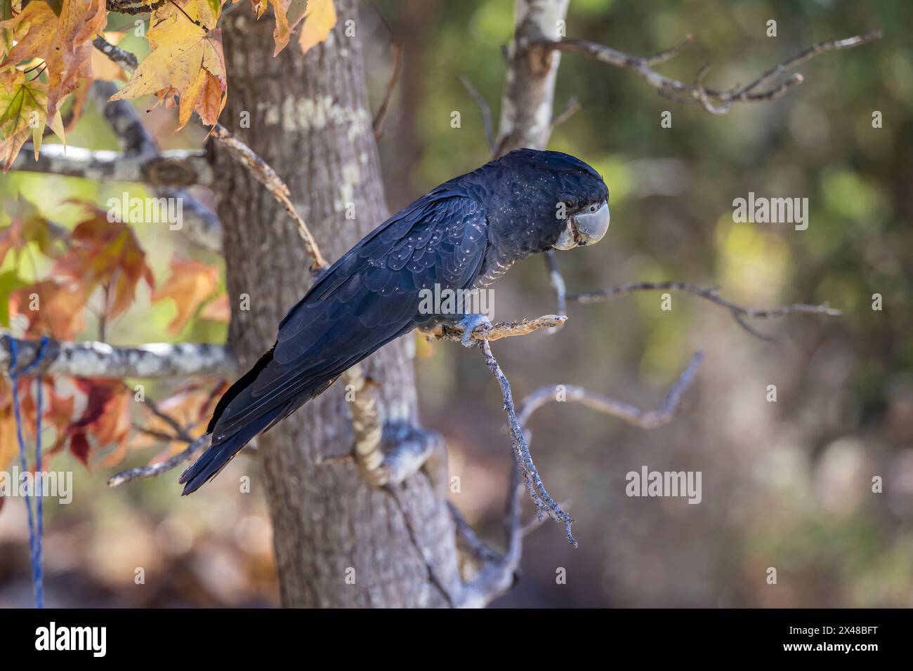 Male Red-tailed black cockatoo (Calyptorhynchus banksii) perched in a ...