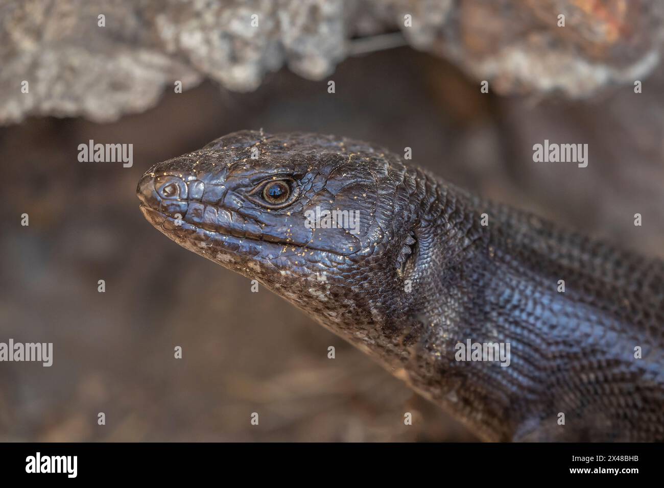 King's skink (Egernia kingii) a lizard in the family Scincidae. Endemic ...