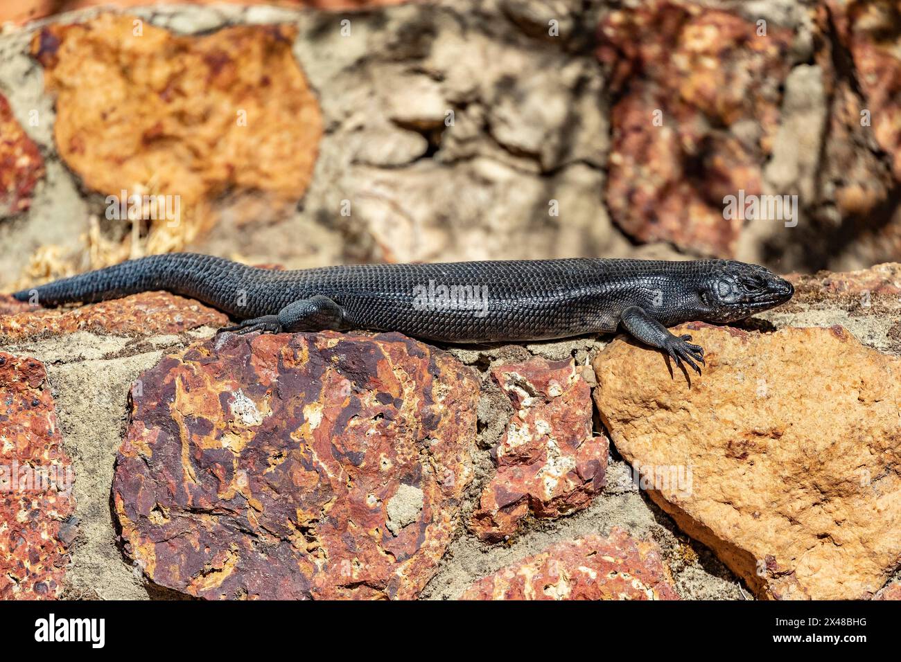 King's skink (Egernia kingii) a lizard in the family Scincidae. Endemic ...