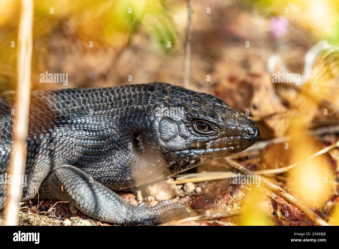 King's skink (Egernia kingii) a lizard in the family Scincidae. Endemic ...