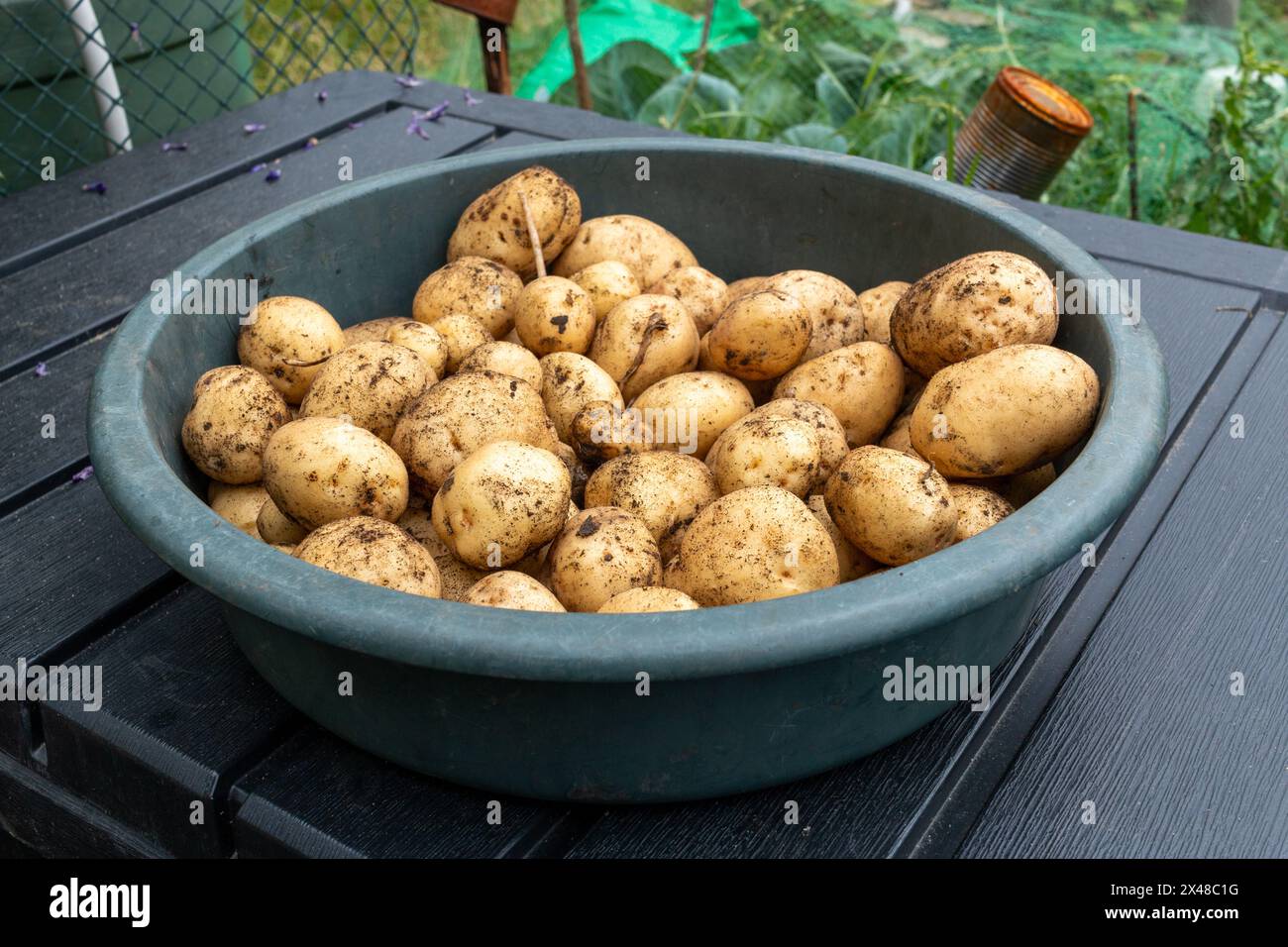 Freshly harvested, British Queen, potatoes in an allotment. Summer ...
