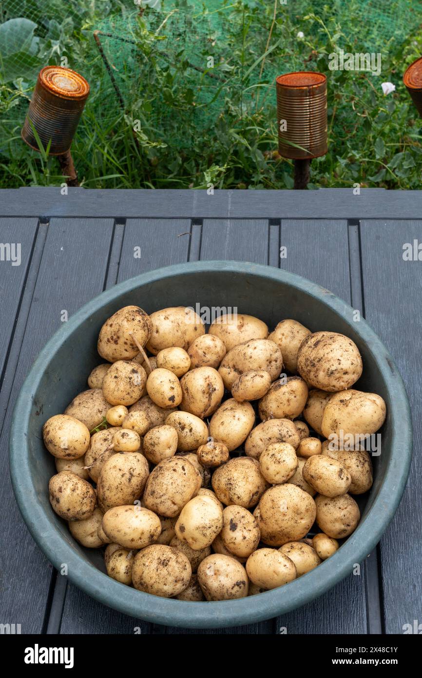 Freshly harvested, British Queen, potatoes in an allotment. Summer ...