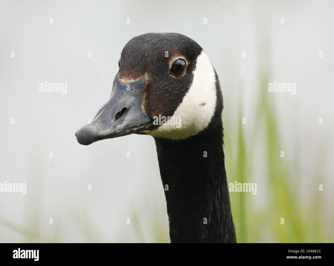 Canada Goose at RSPB Rainham Marshes Nature Reserve , Purfleet, Essex ...