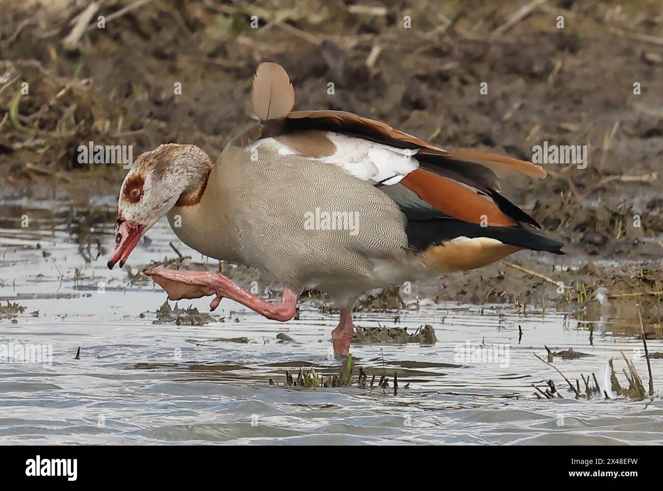 The Egyptian Goose in water at RSPB Rainham Marshes Nature Reserve ...