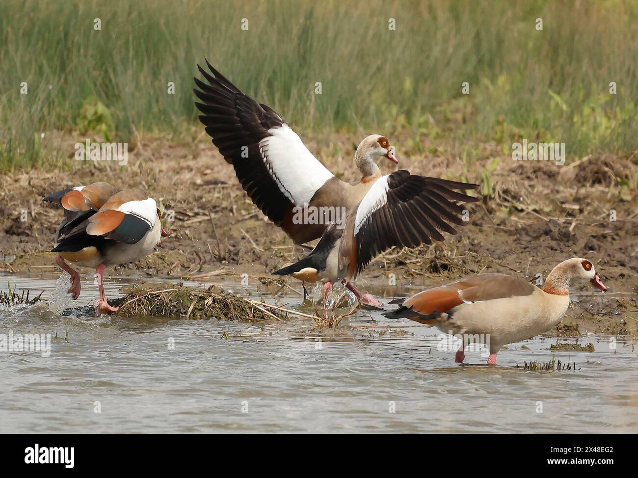 The Egyptian Goose in water at RSPB Rainham Marshes Nature Reserve ...