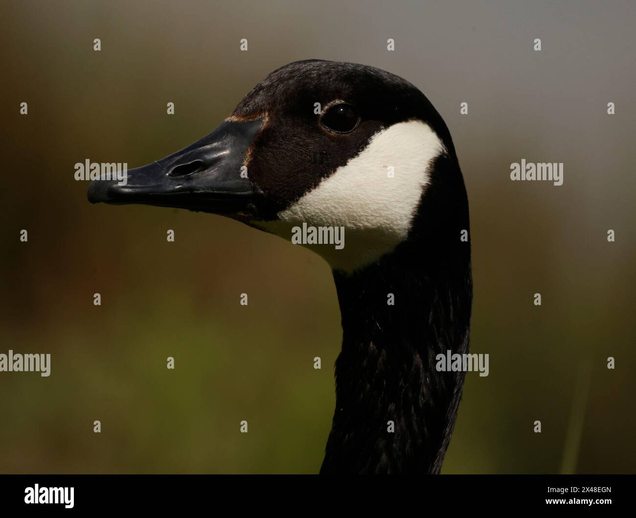 Canada Goose at RSPB Rainham Marshes Nature Reserve , Purfleet, Essex ...