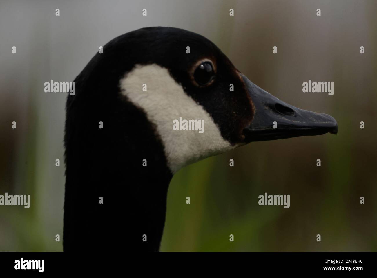 Canada Goose at RSPB Rainham Marshes Nature Reserve , Purfleet, Essex ...