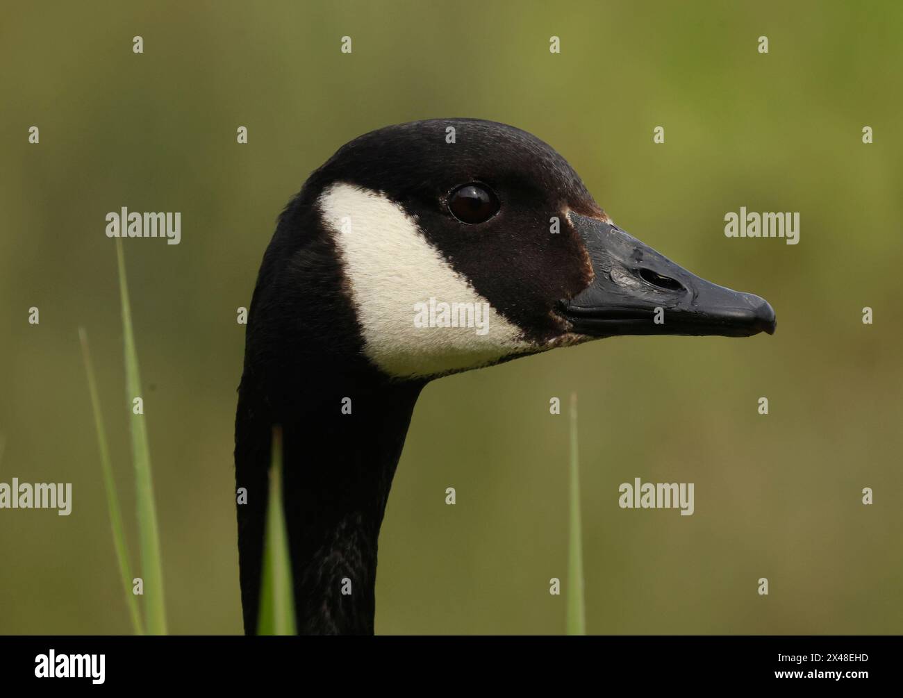 Canada Goose at RSPB Rainham Marshes Nature Reserve , Purfleet, Essex ...
