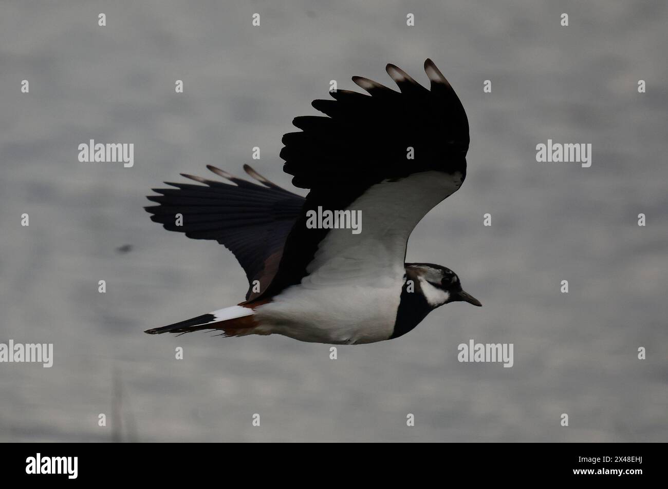 Lapwing in flight at RSPB Rainham Marshes Nature Reserve , Purfleet ...