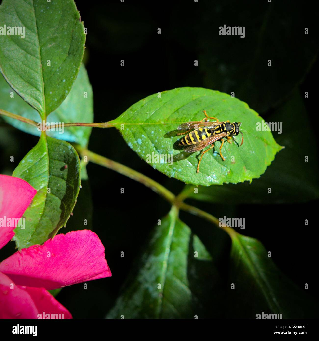 Wasp ready for take off (close up Stock Photo - Alamy