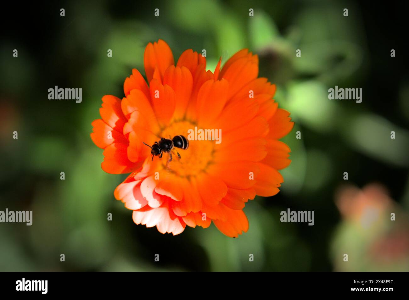 Insect intent on collecting pollen Stock Photo - Alamy