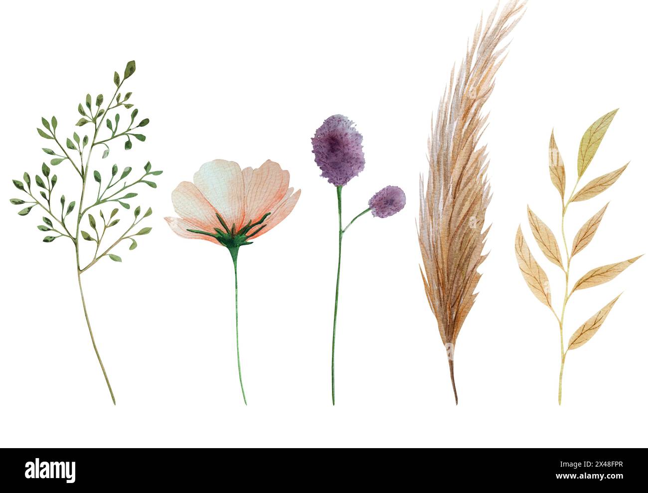 Watercolor, botanical illustration, wild flower, realistic, boho style ...