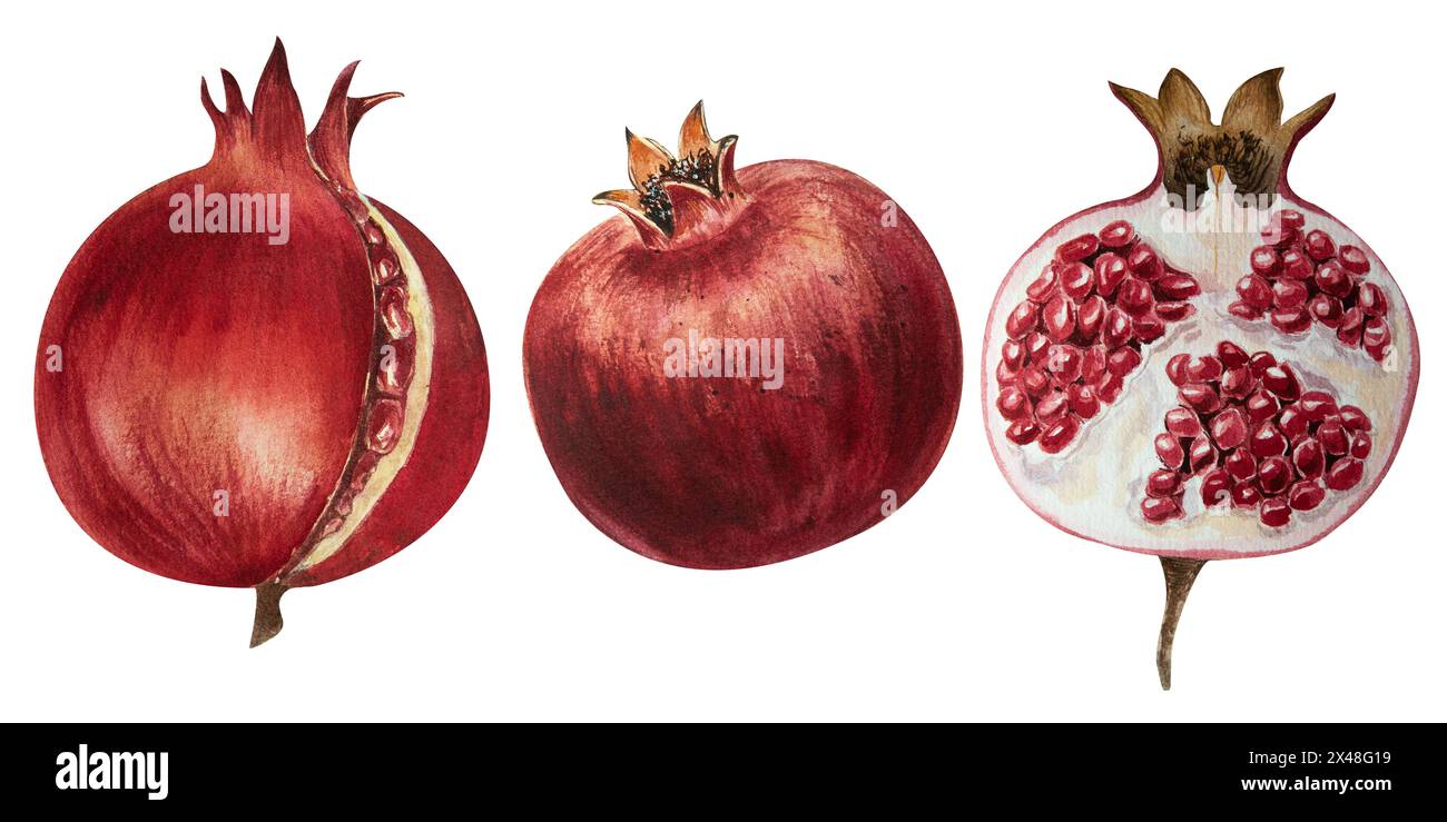 Pomegranate, watercolor, fruit, leaves, flower, illustration ...