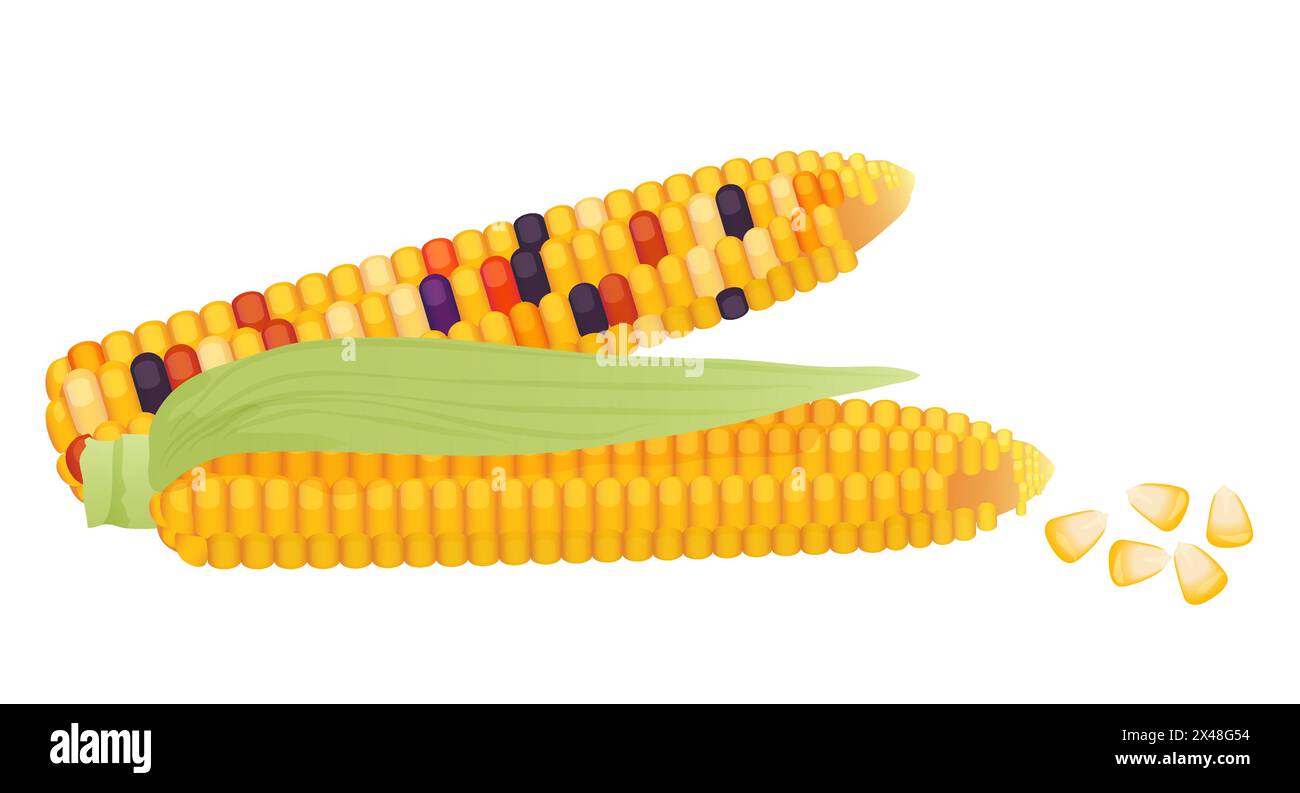 Yellow corn cobs with green leaf and sweet maize grains in pile vector ...