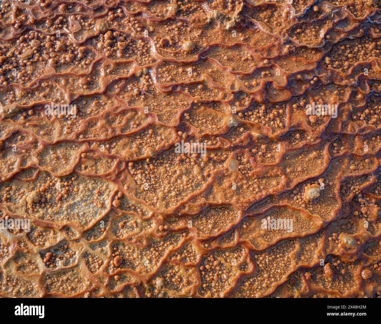 Small scale tufa dams caused by slow flowing calcium rich flushes at ...
