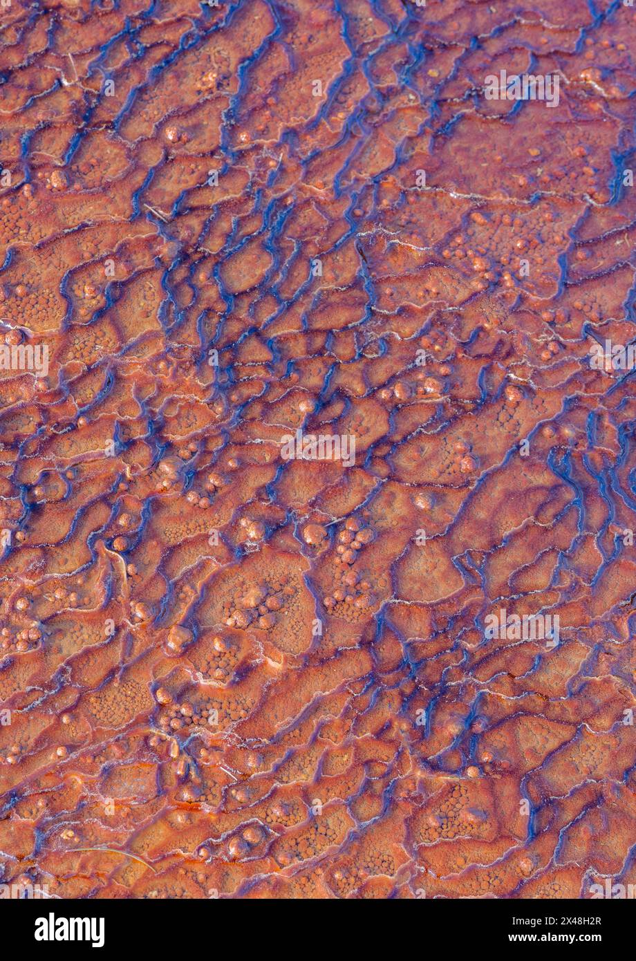 Small scale tufa dams caused by slow flowing calcium rich flushes at ...