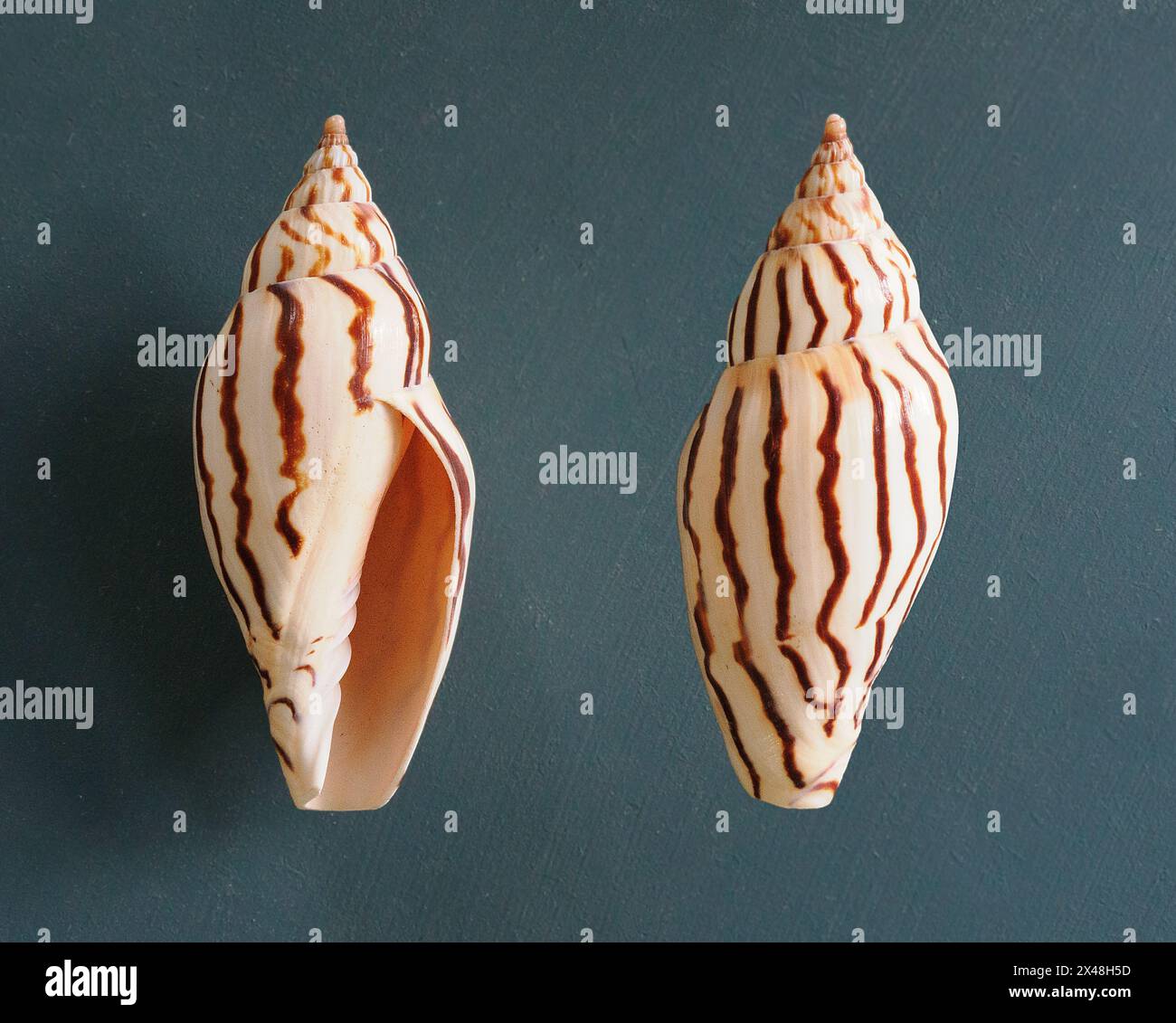 Dorsal and aperture view of the volute shell Harpulina lapponica ...